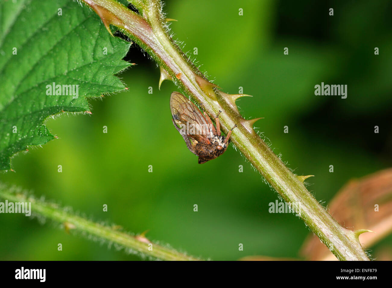 Horned hopper hi-res stock photography and images - Alamy