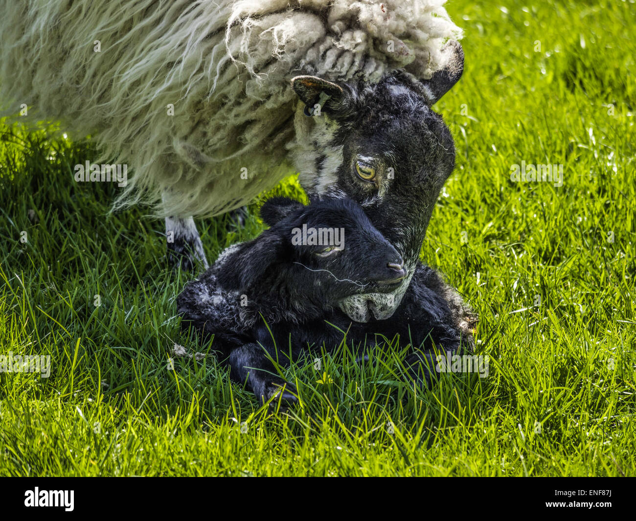 new born lamb Stock Photo - Alamy