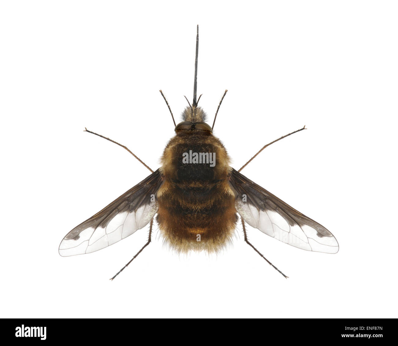 Bee-fly - Bombylius major Stock Photo - Alamy