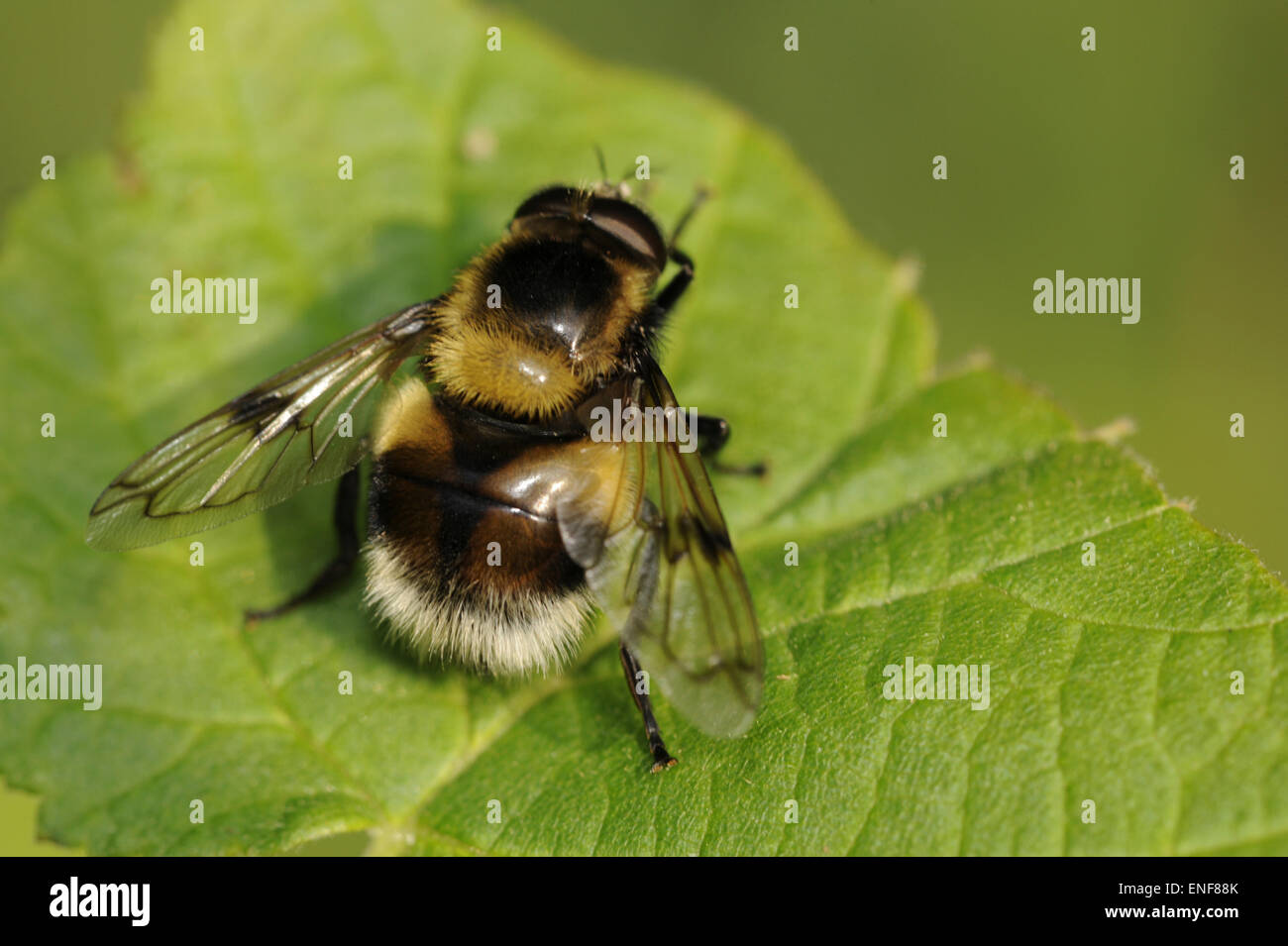 Volucella bombylans - a Hoverfly and Bumblebee mimic Stock Photo - Alamy