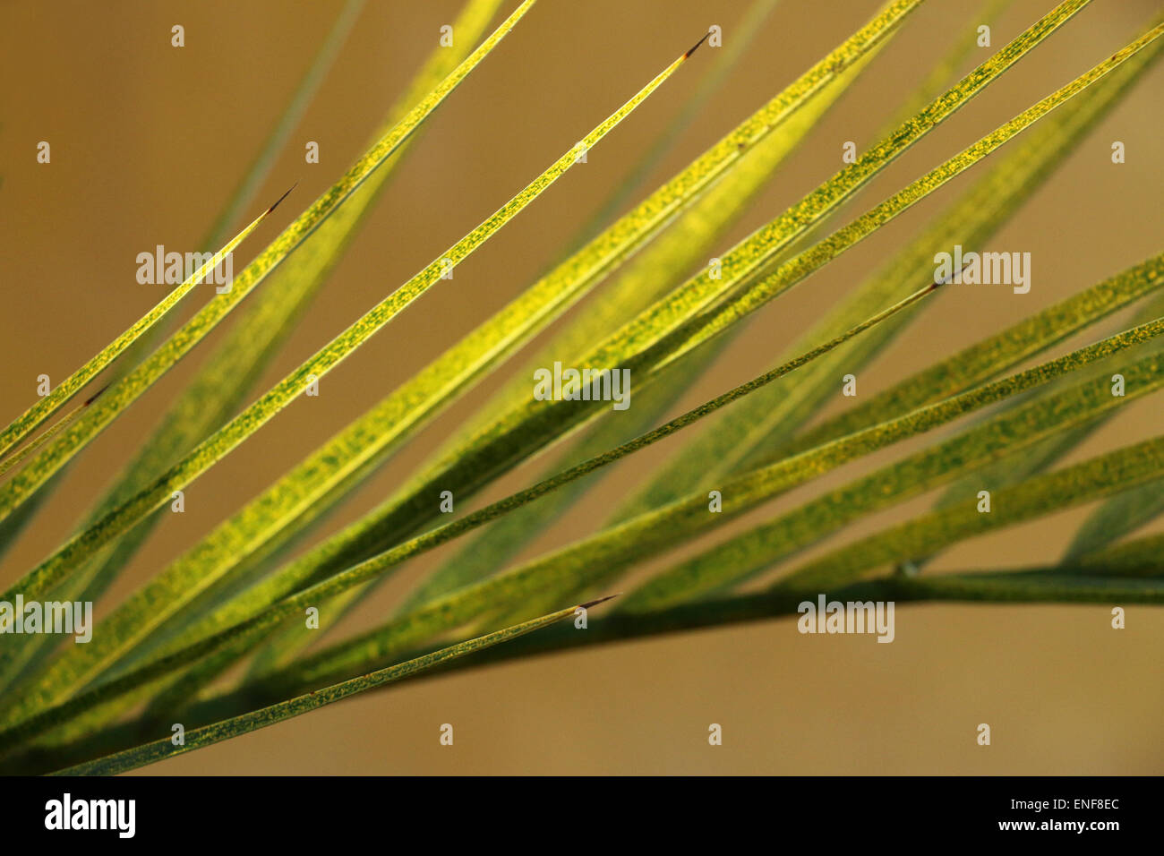 Sunshine through palm hi-res stock photography and images - Alamy