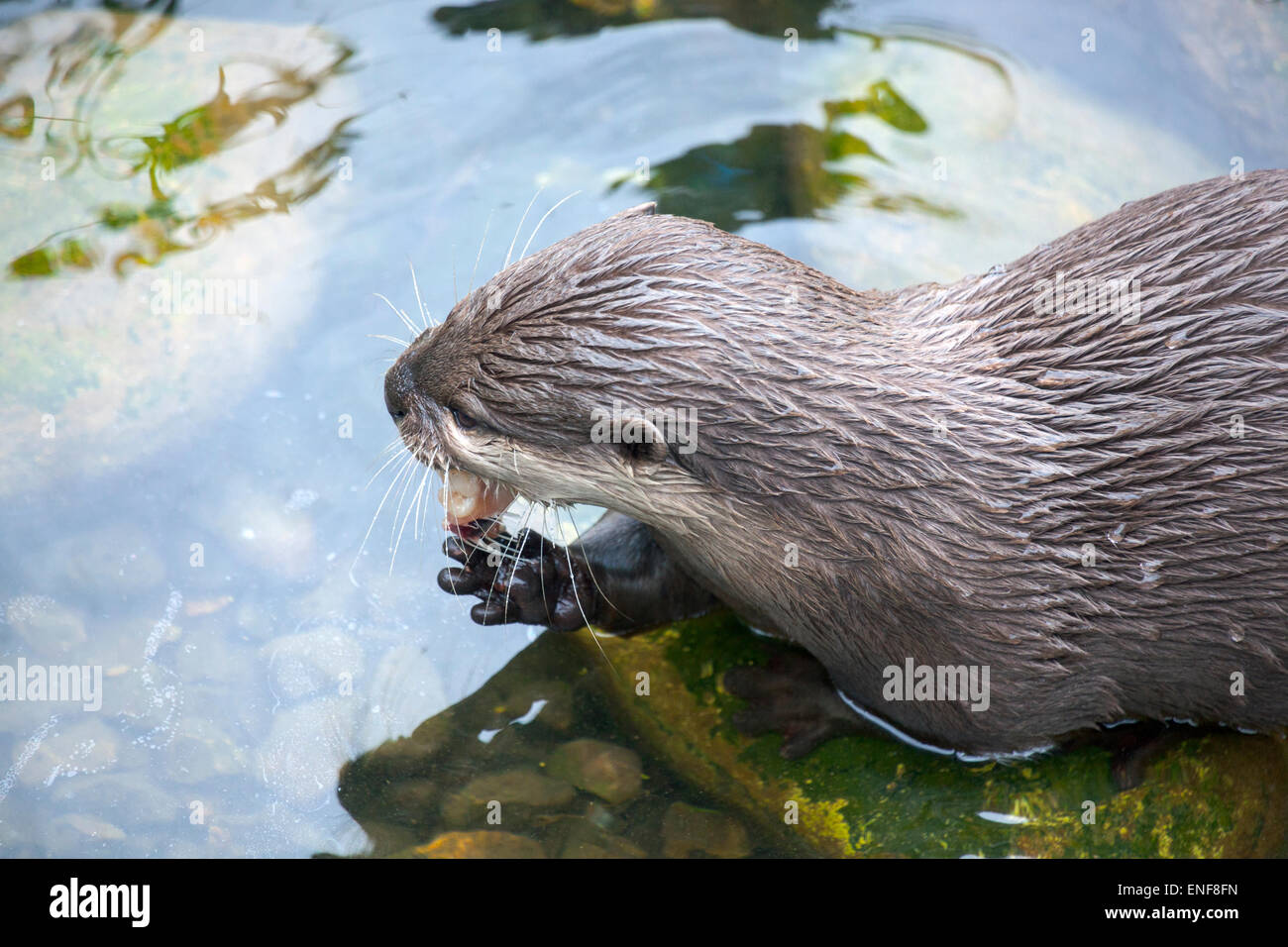 Fish holding with animals hi-res stock photography and images - Alamy