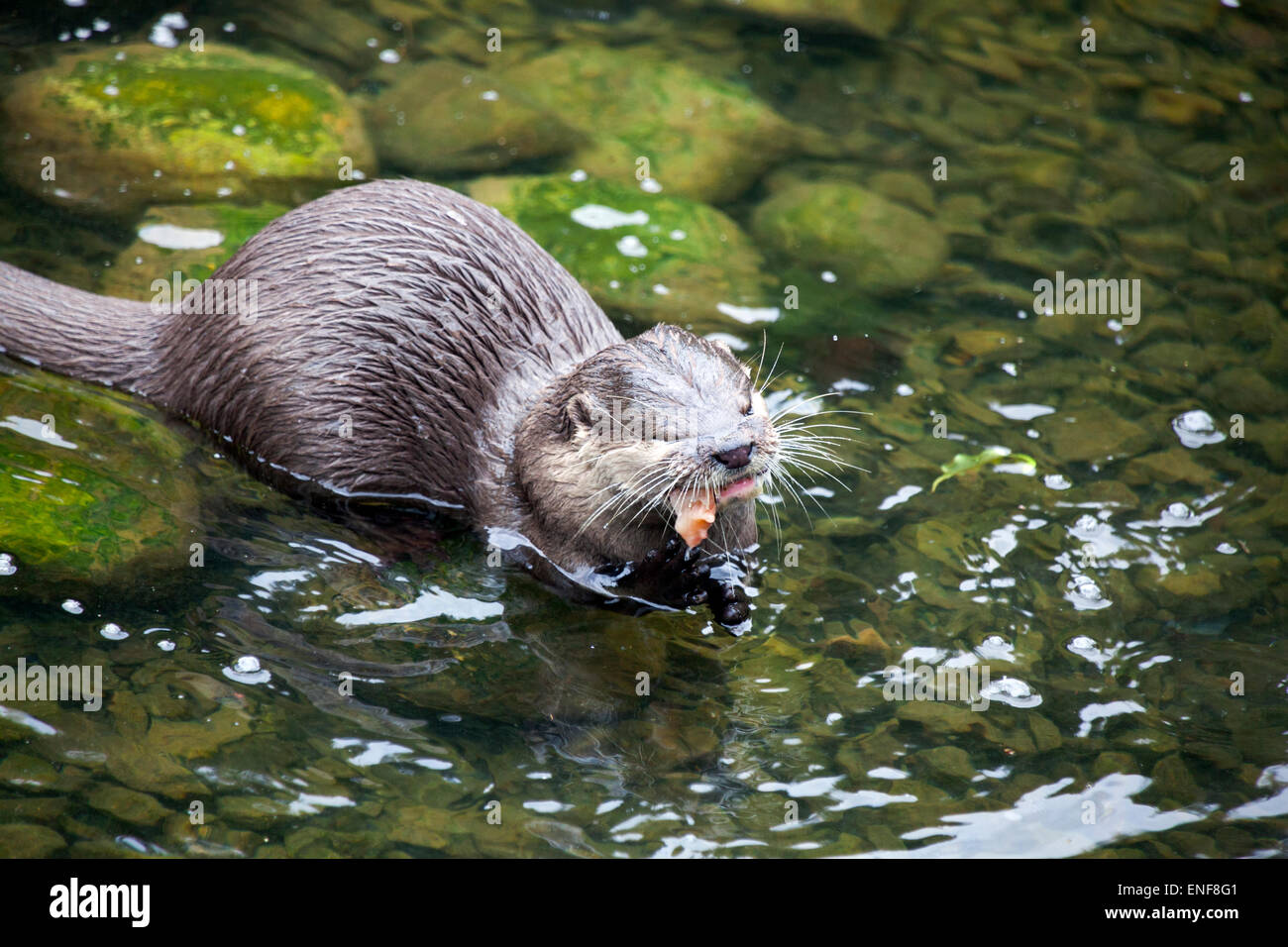 Otters eating fish hi-res stock photography and images - Alamy
