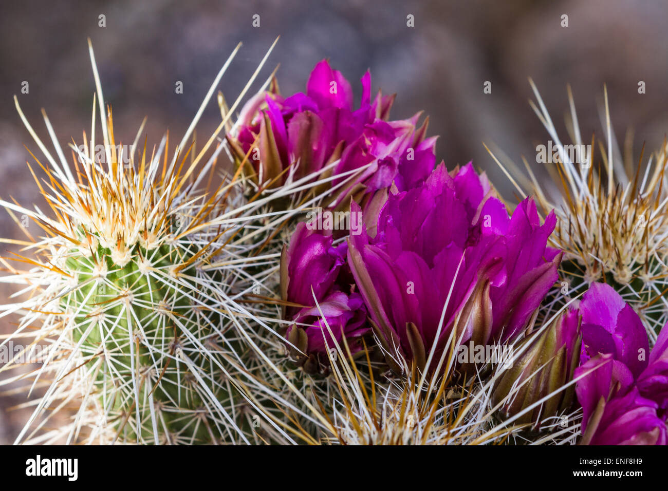 Purple arizona native flowers blooming hi-res stock photography and ...