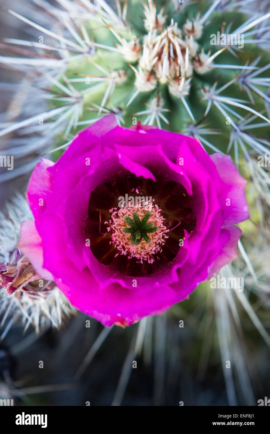 Purple arizona native flowers blooming hi-res stock photography and ...