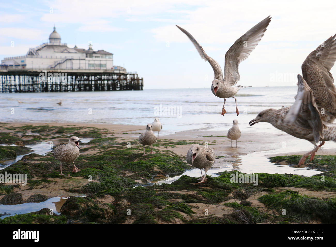 Eastbourne pier fire hi-res stock photography and images - Alamy