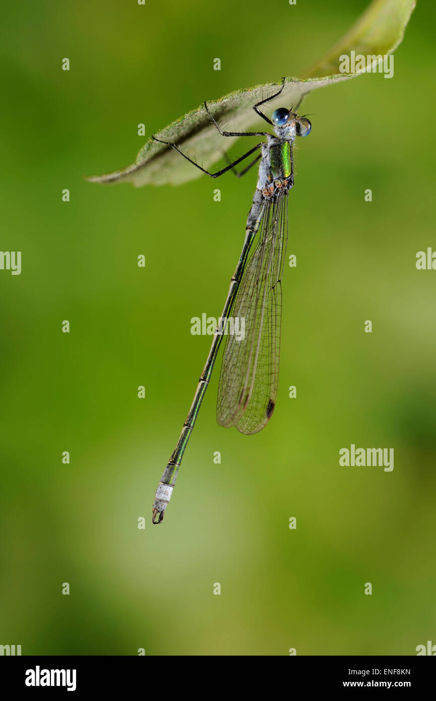 Emerald Damselfly - Lestes sponsa Stock Photo - Alamy
