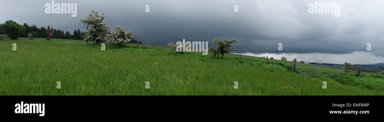 Hawthorn bushes hi-res stock photography and images - Alamy