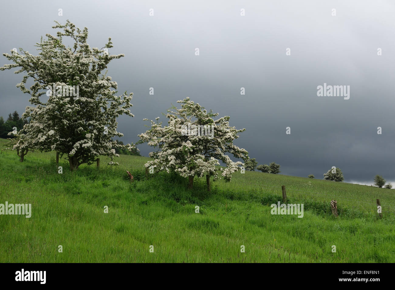 Hawthorn bushes hi-res stock photography and images - Alamy
