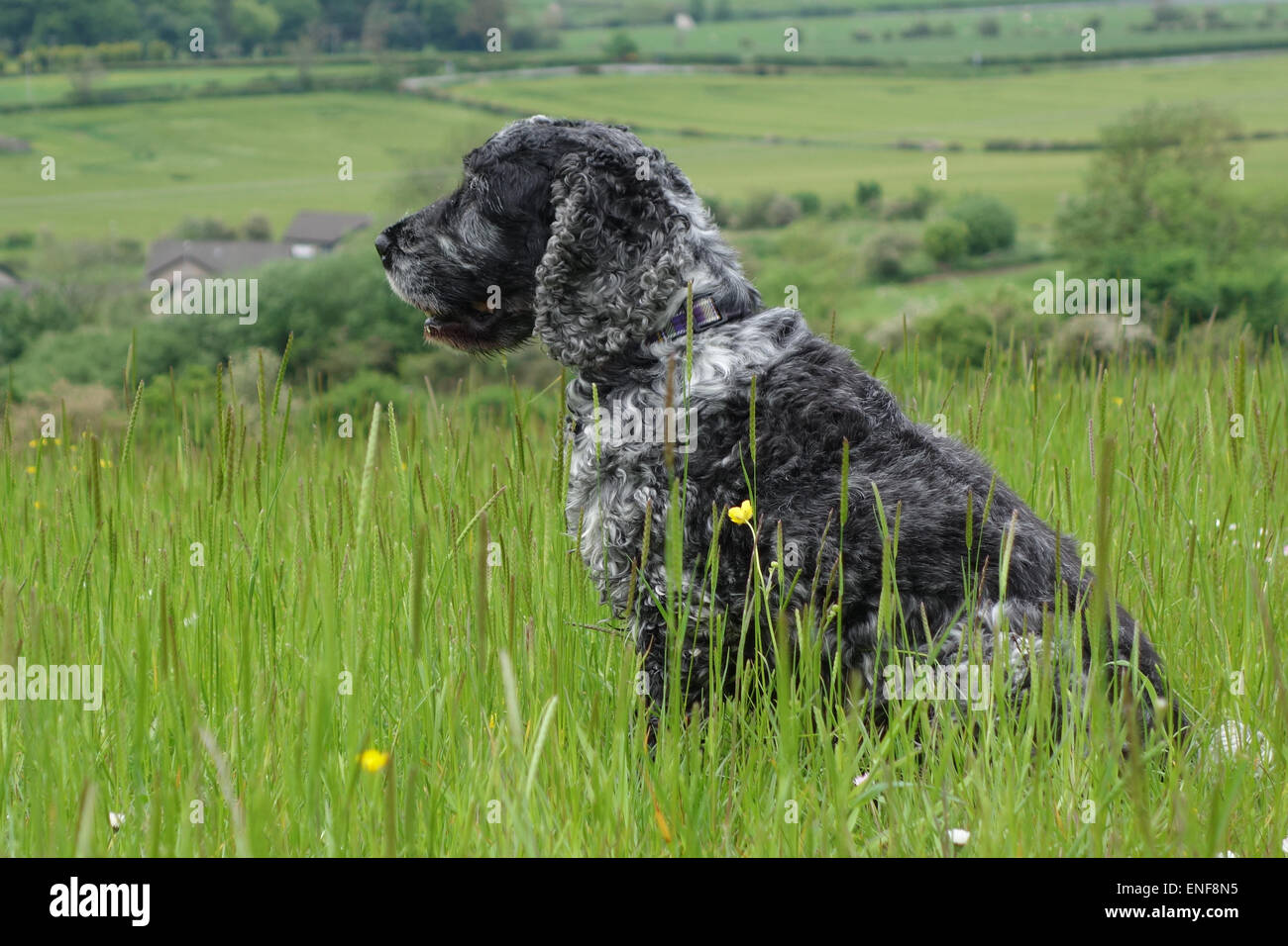 Cocker Spaniel Dog sitting in field, Scottish Borders Stock Photo - Alamy