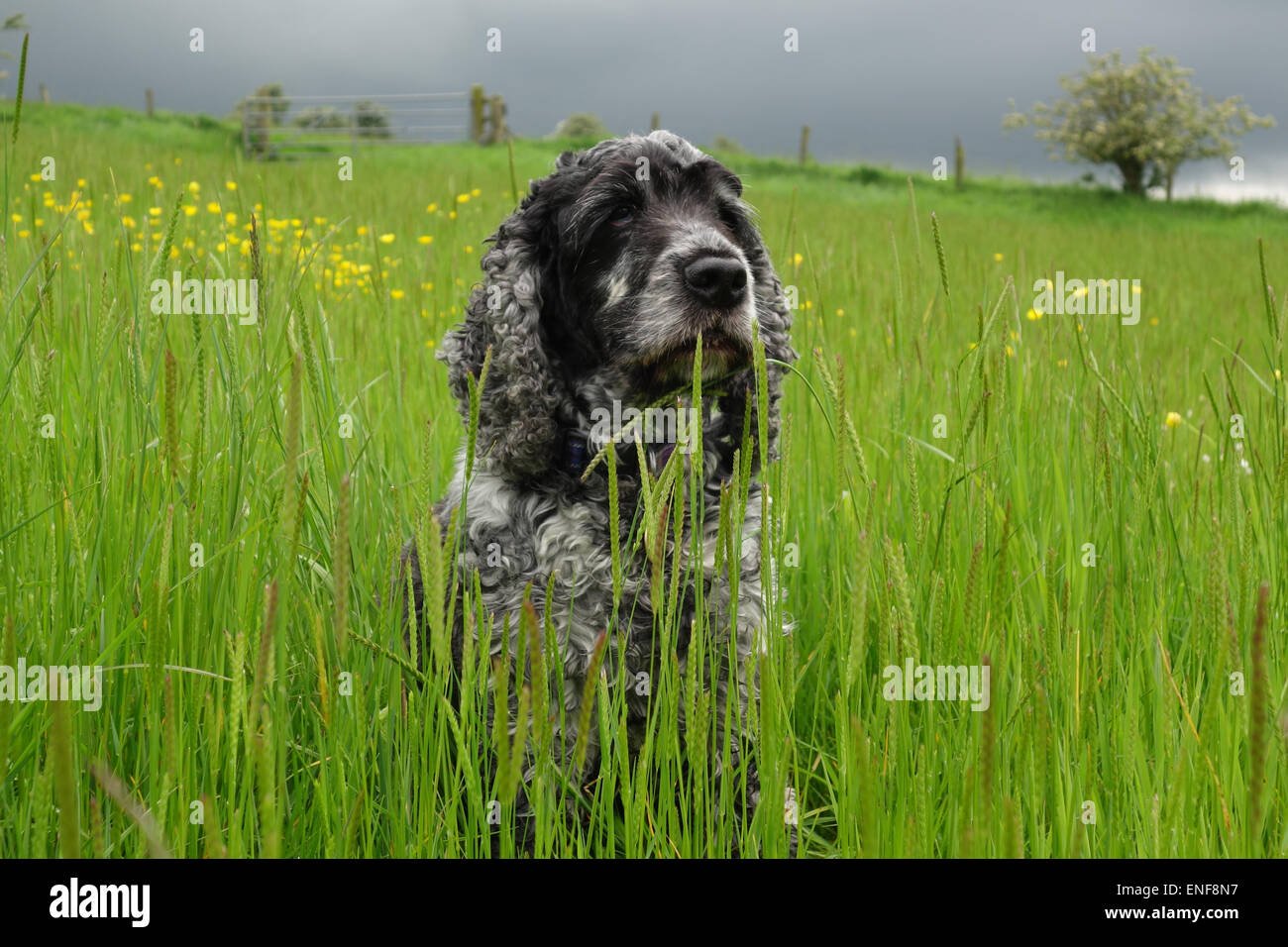 Cocker Spaniel Dog sitting in field, Scottish Borders Stock Photo - Alamy