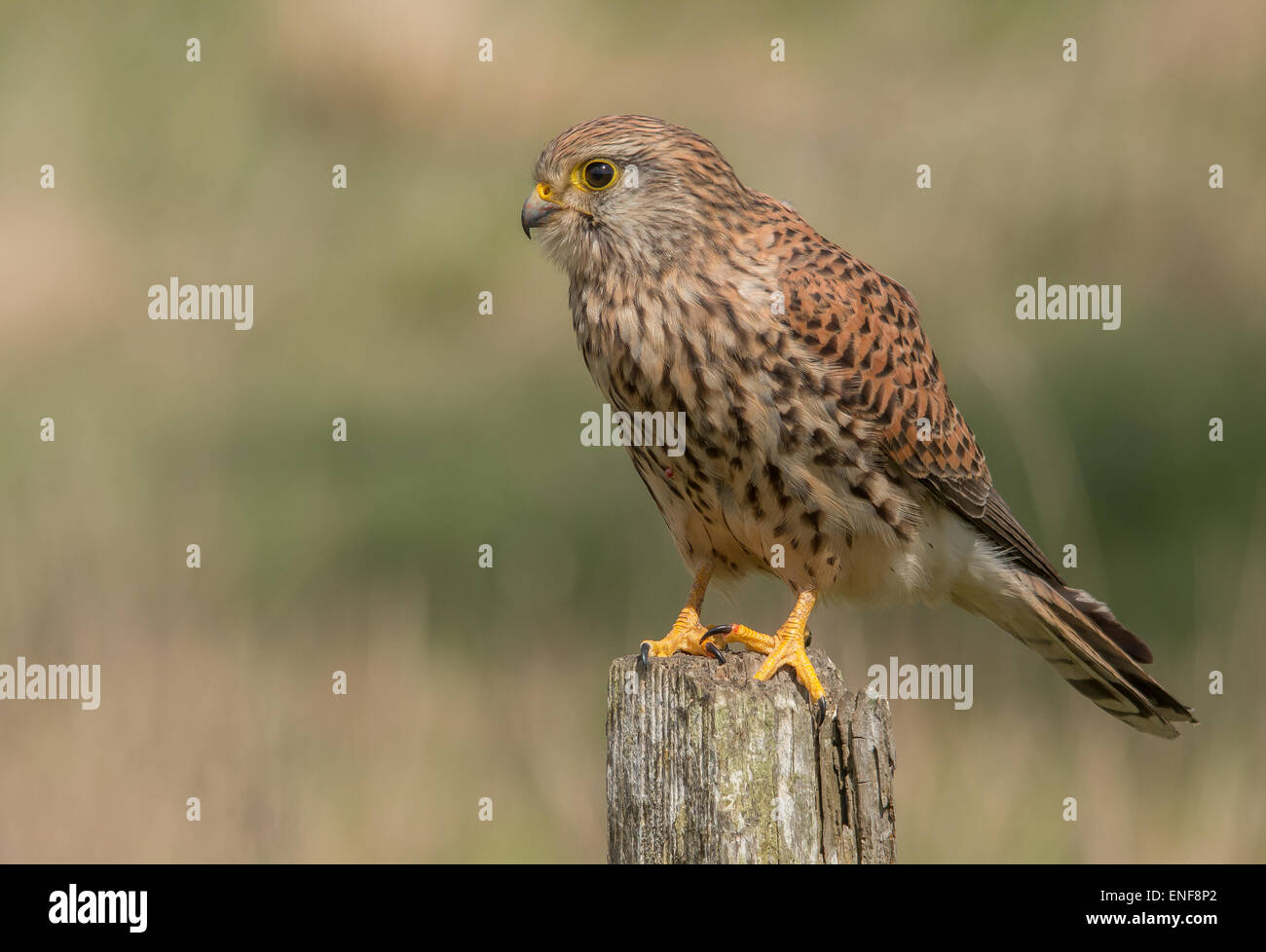 Male and female kestrel hi-res stock photography and images - Alamy