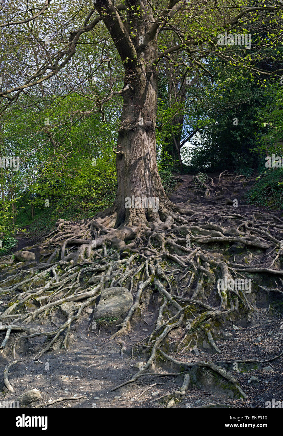 The dramatically exposed roots of a beech tree by the River Almond at ...