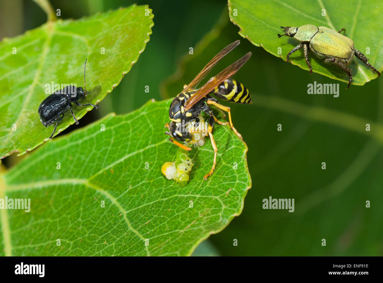 Predator's meal in company of witnesses - big wasp eating caterpillar ...