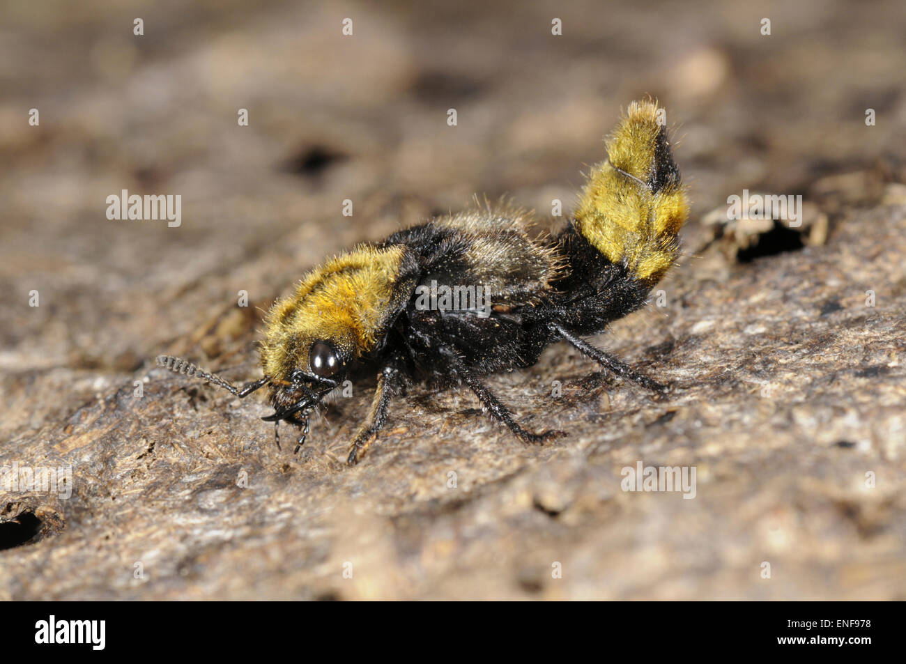Maid of Kent - Emus hirtus Stock Photo - Alamy