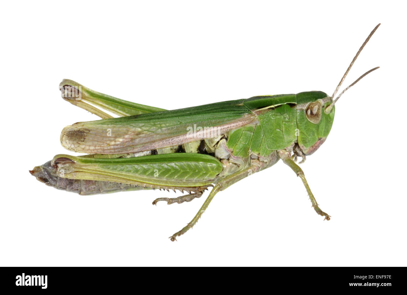 Green insect grasshopper hi-res stock photography and images - Alamy