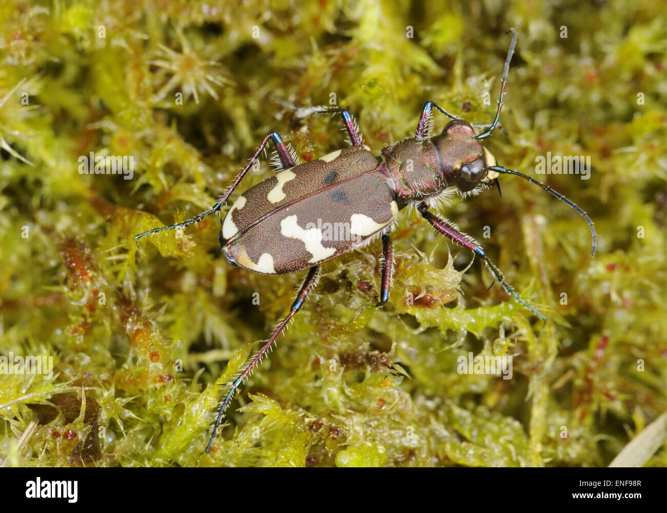 Northern Dune Tiger Beetle - Cicindela hybrida Stock Photo - Alamy