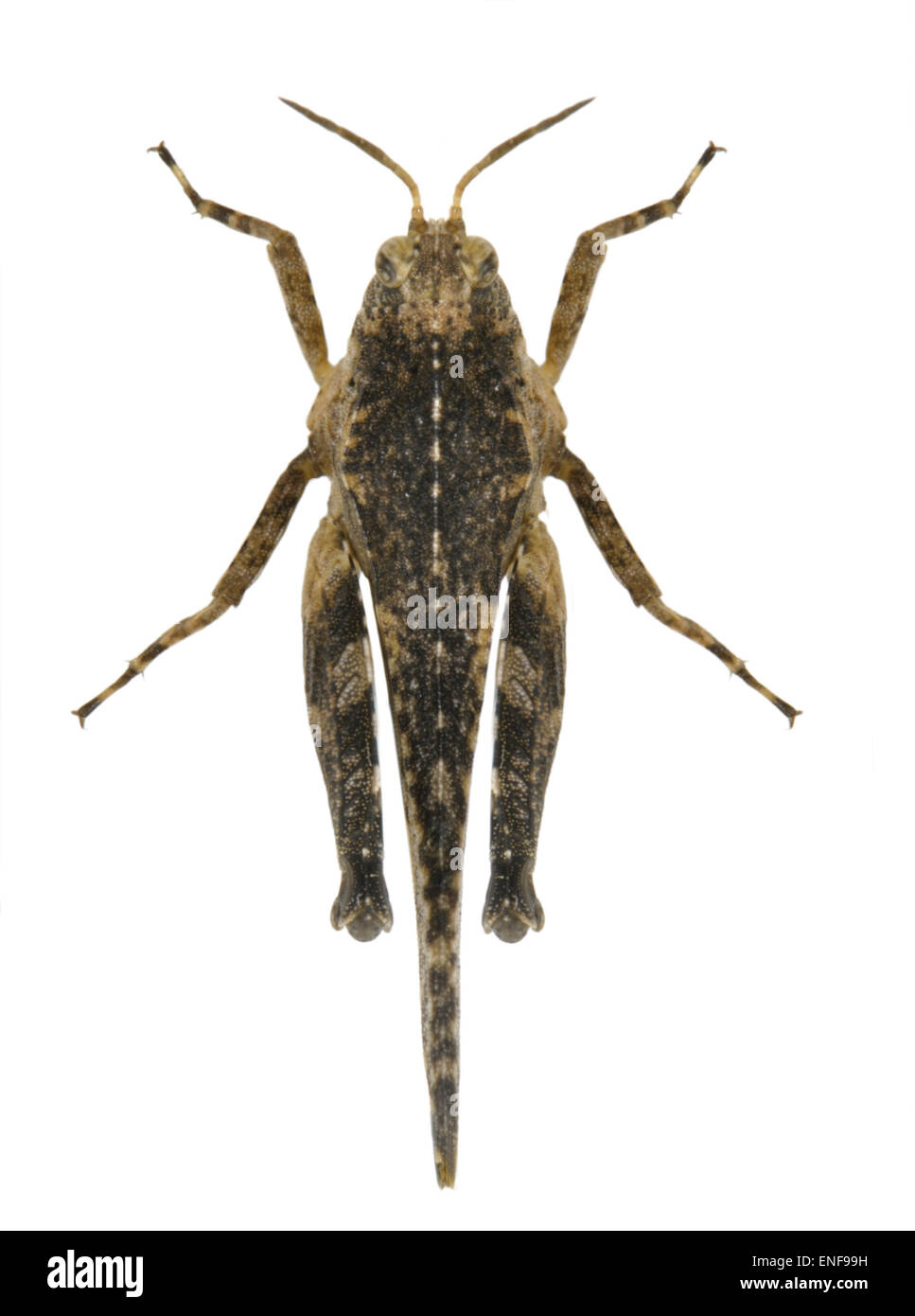 Cepero's Groundhopper - Tetrix ceperoi Stock Photo - Alamy