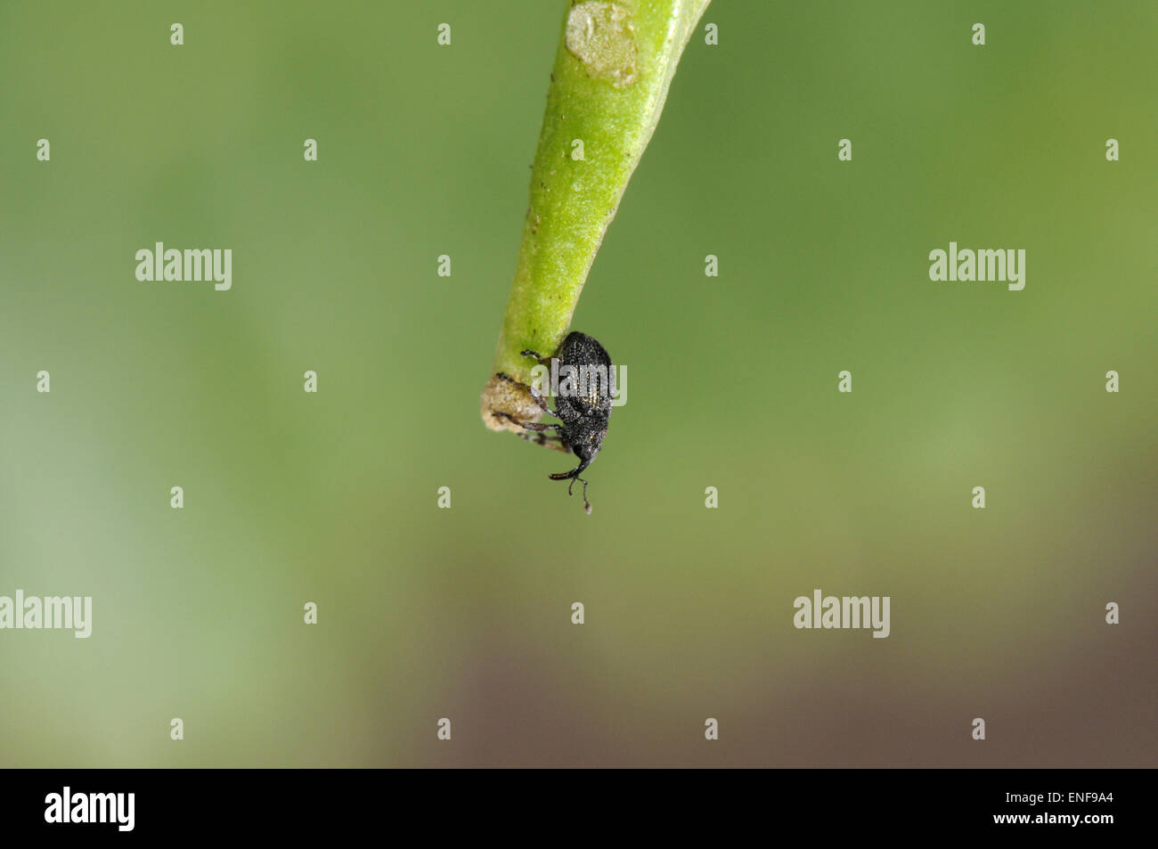 Lundy Cabbage Weevil - Ceutorhynchus contractus pallipes Stock Photo ...
