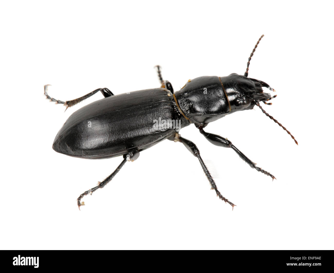 Strandline beetle hi-res stock photography and images - Alamy