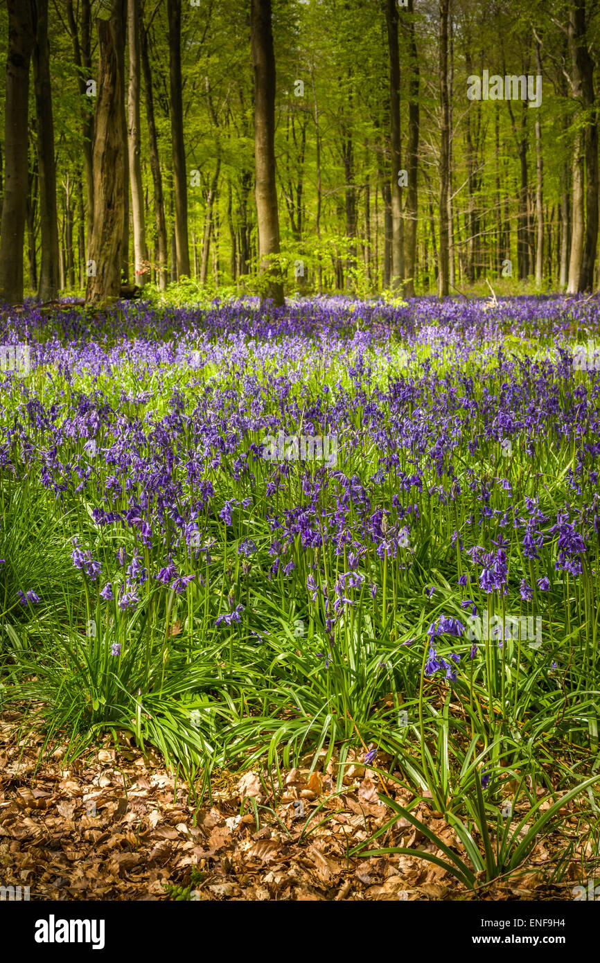 Copse woods plantation hi-res stock photography and images - Alamy