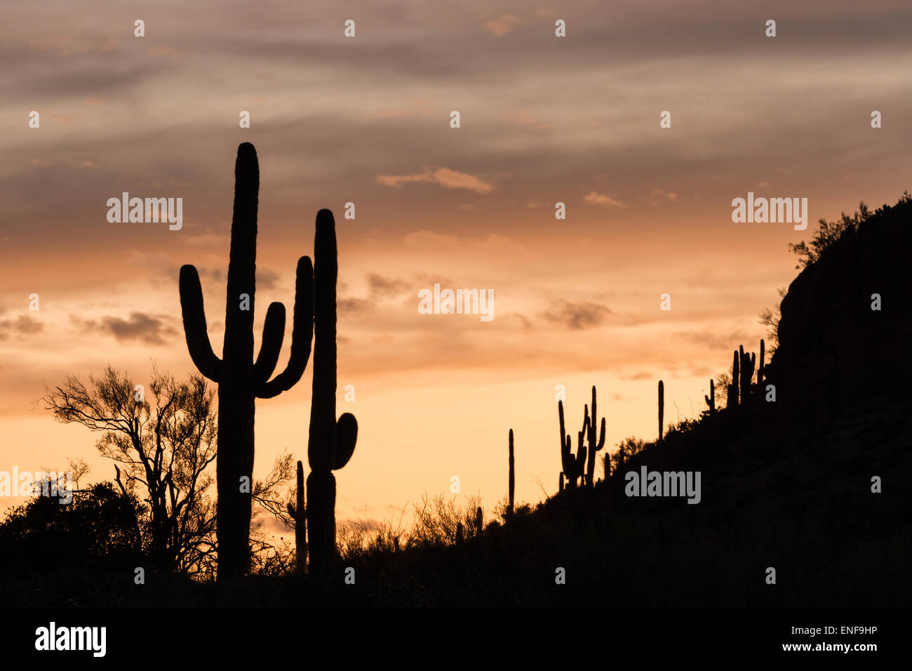 sunset in the desert, landscape in Arizona with the beautiful Saguaro ...