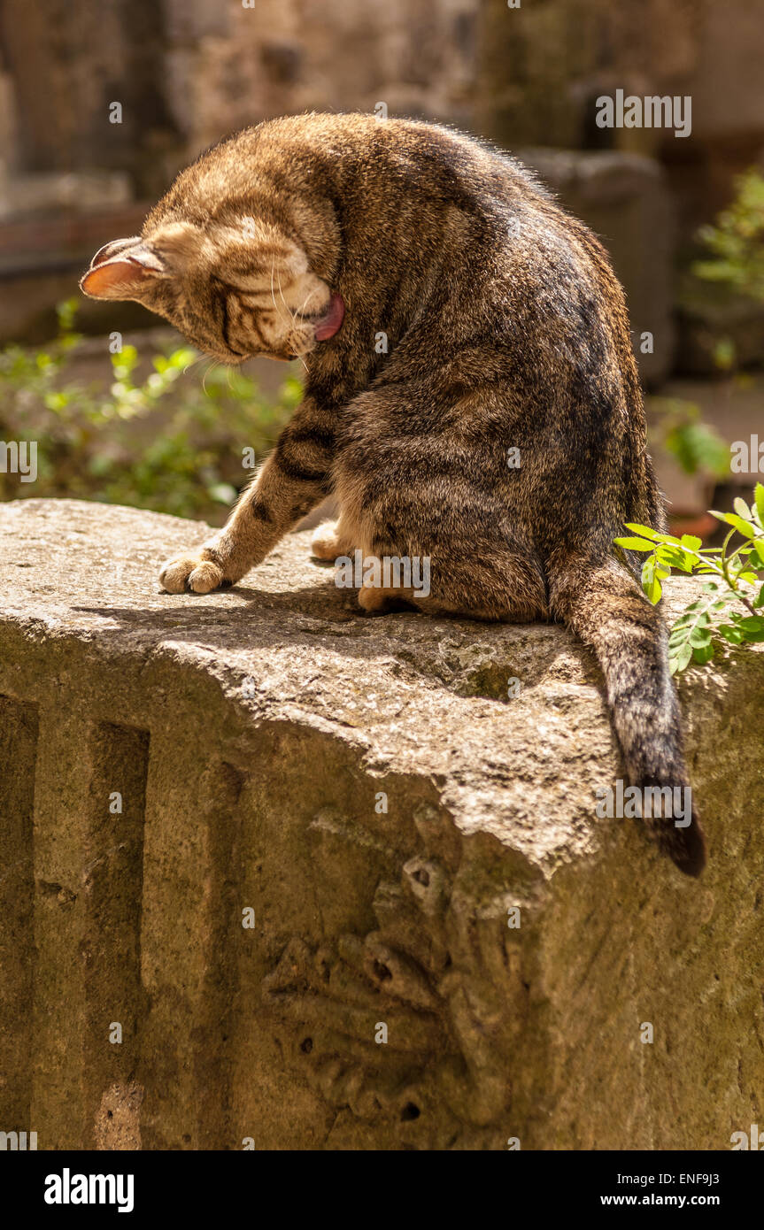 Sinuous cat hi-res stock photography and images - Alamy