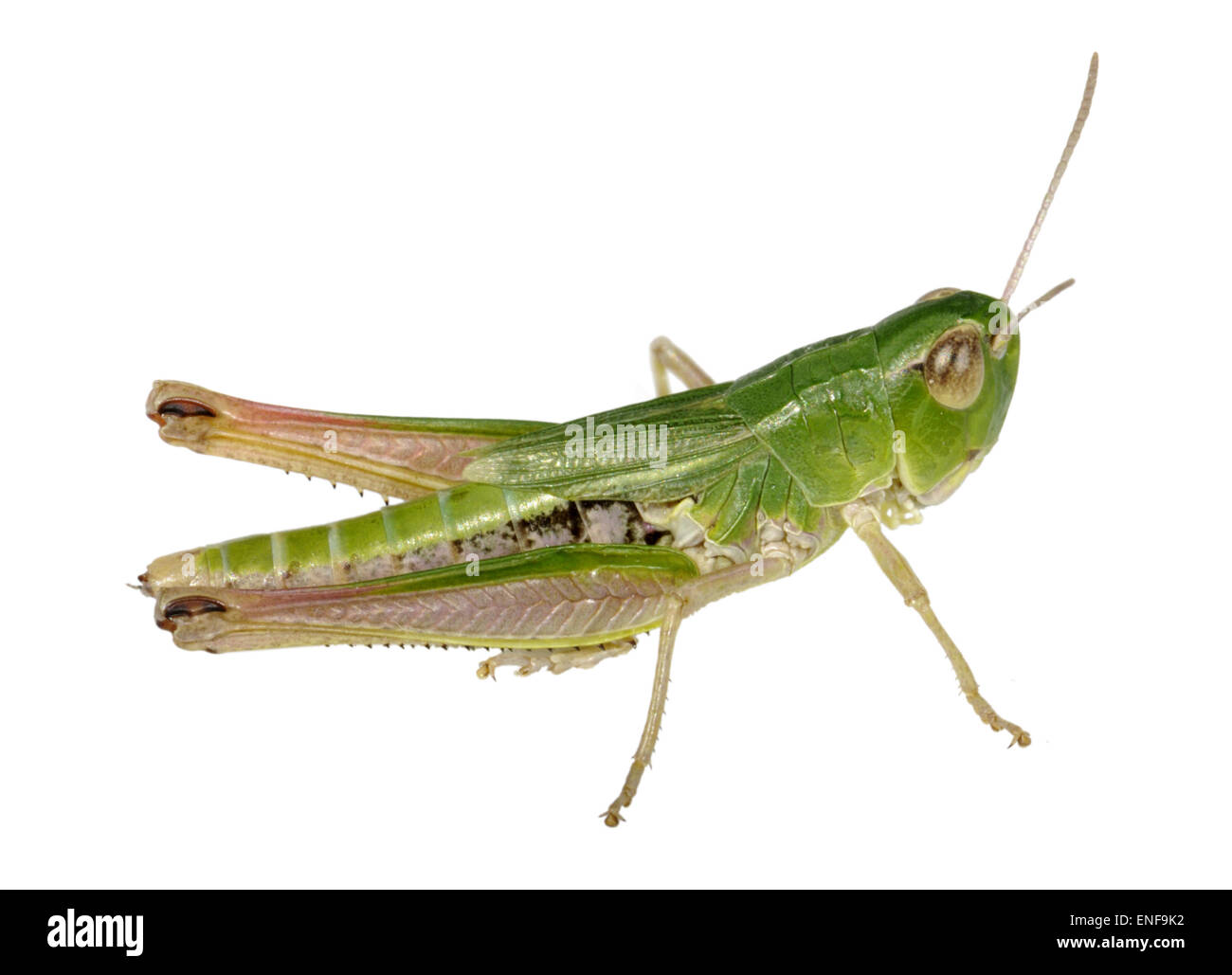 The meadow grasshopper Cut Out Stock Images & Pictures - Alamy