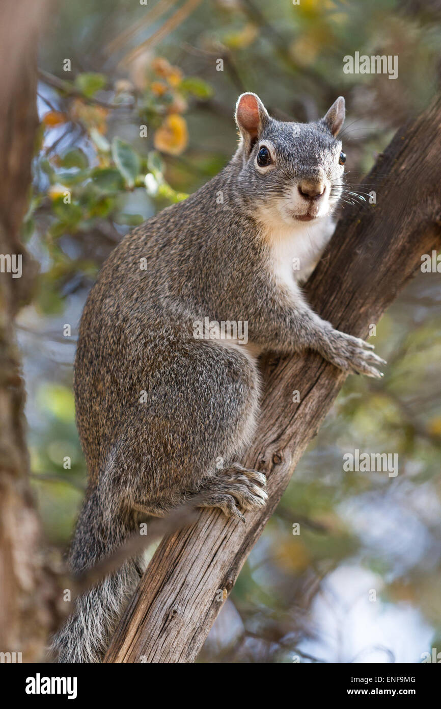 Silver gray squirrel hi-res stock photography and images - Alamy