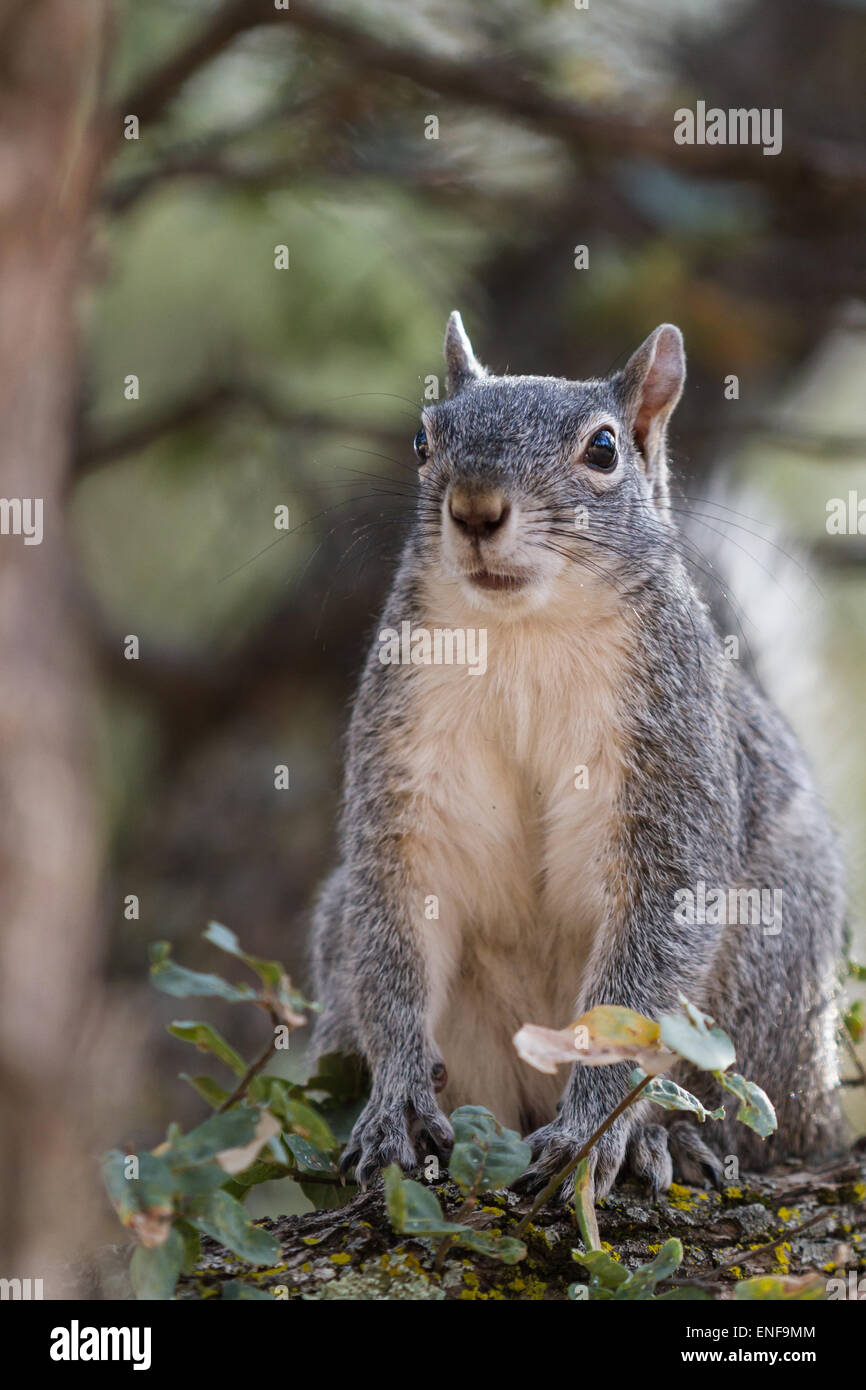 close up of a silver gray squirrel (Sciurus griseus) on a tree branch ...