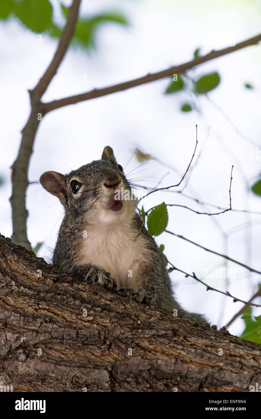 close up of a silver gray squirrel (Sciurus griseus) on a tree Stock ...