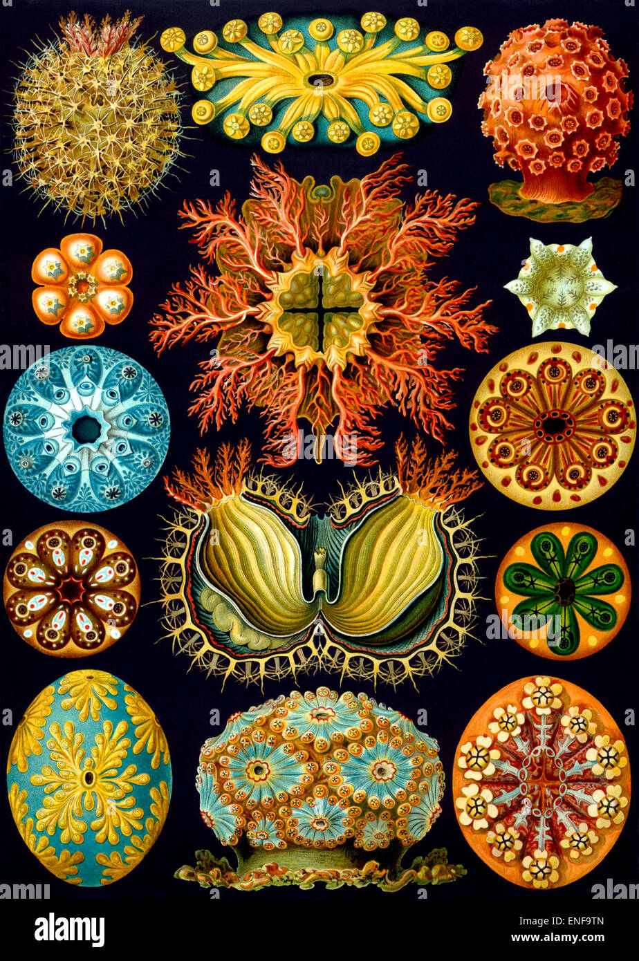 Ascidiacea (Sea Squirts), by Ernst Haeckel, 1904 - Editorial use only ...