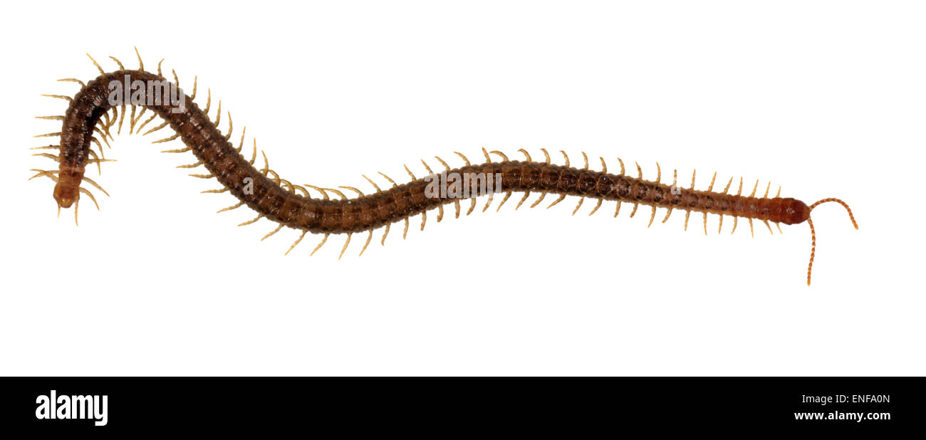 Centipède Cut Out Stock Images & Pictures - Alamy