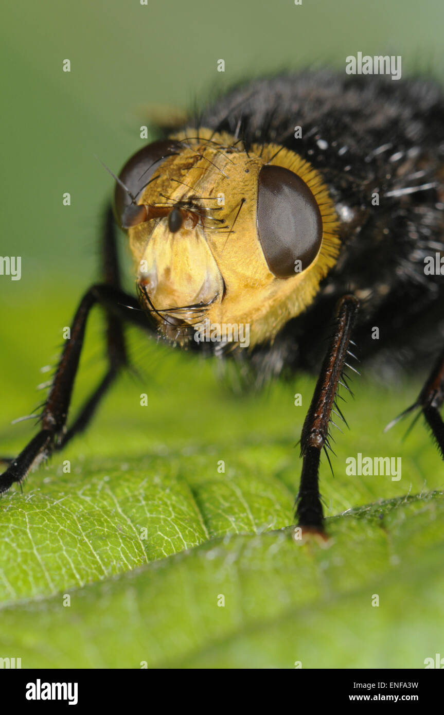 Tachina flies hi-res stock photography and images - Alamy