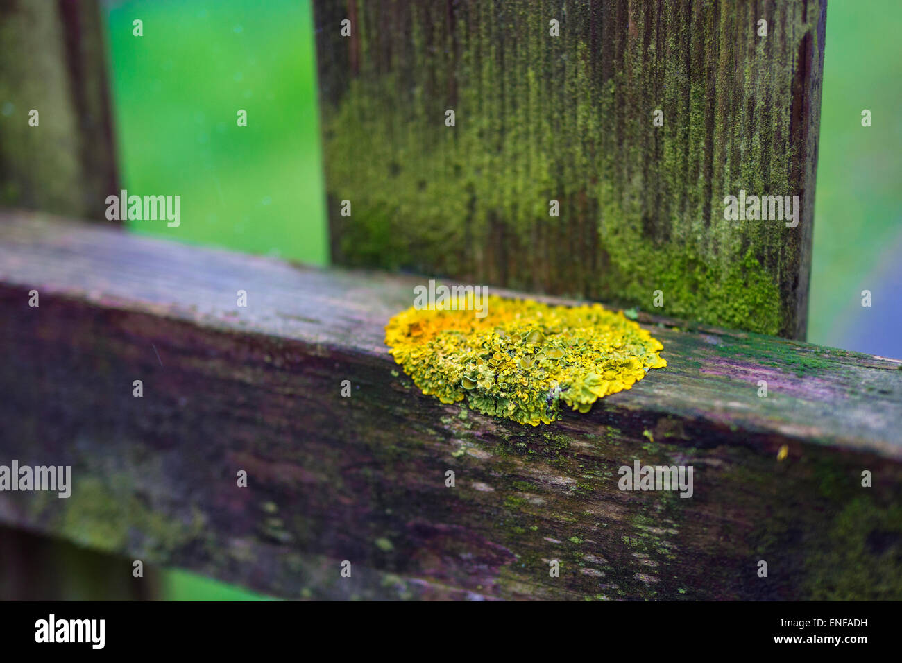 moss on a hedge Stock Photo - Alamy