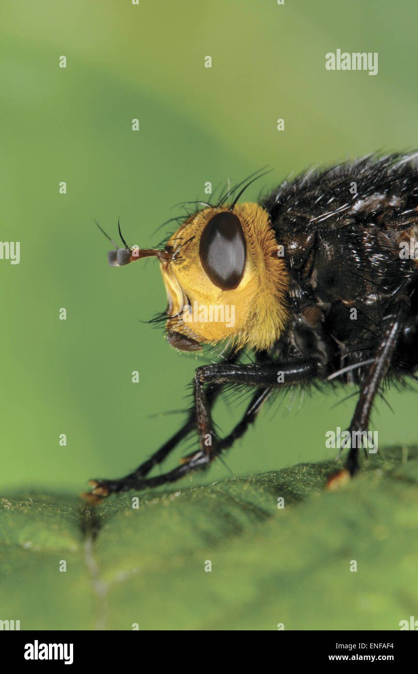 Tachina Stock Photos & Tachina Stock Images - Alamy