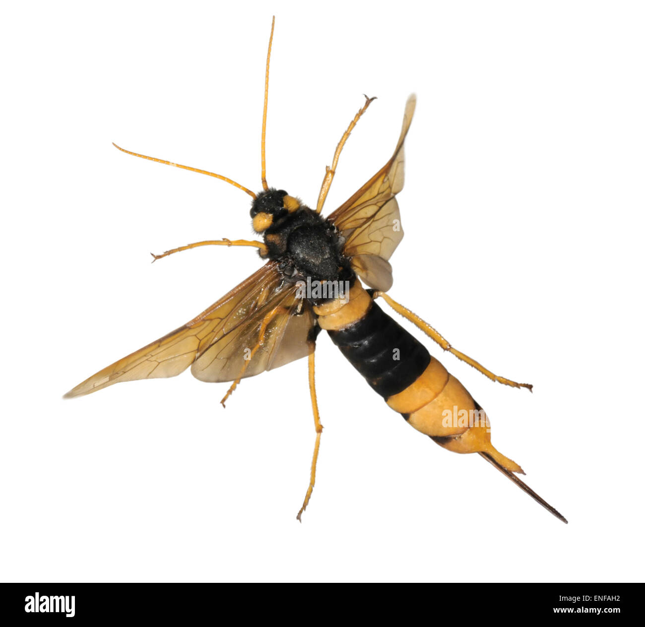 Wood wasp horntail hi-res stock photography and images - Alamy