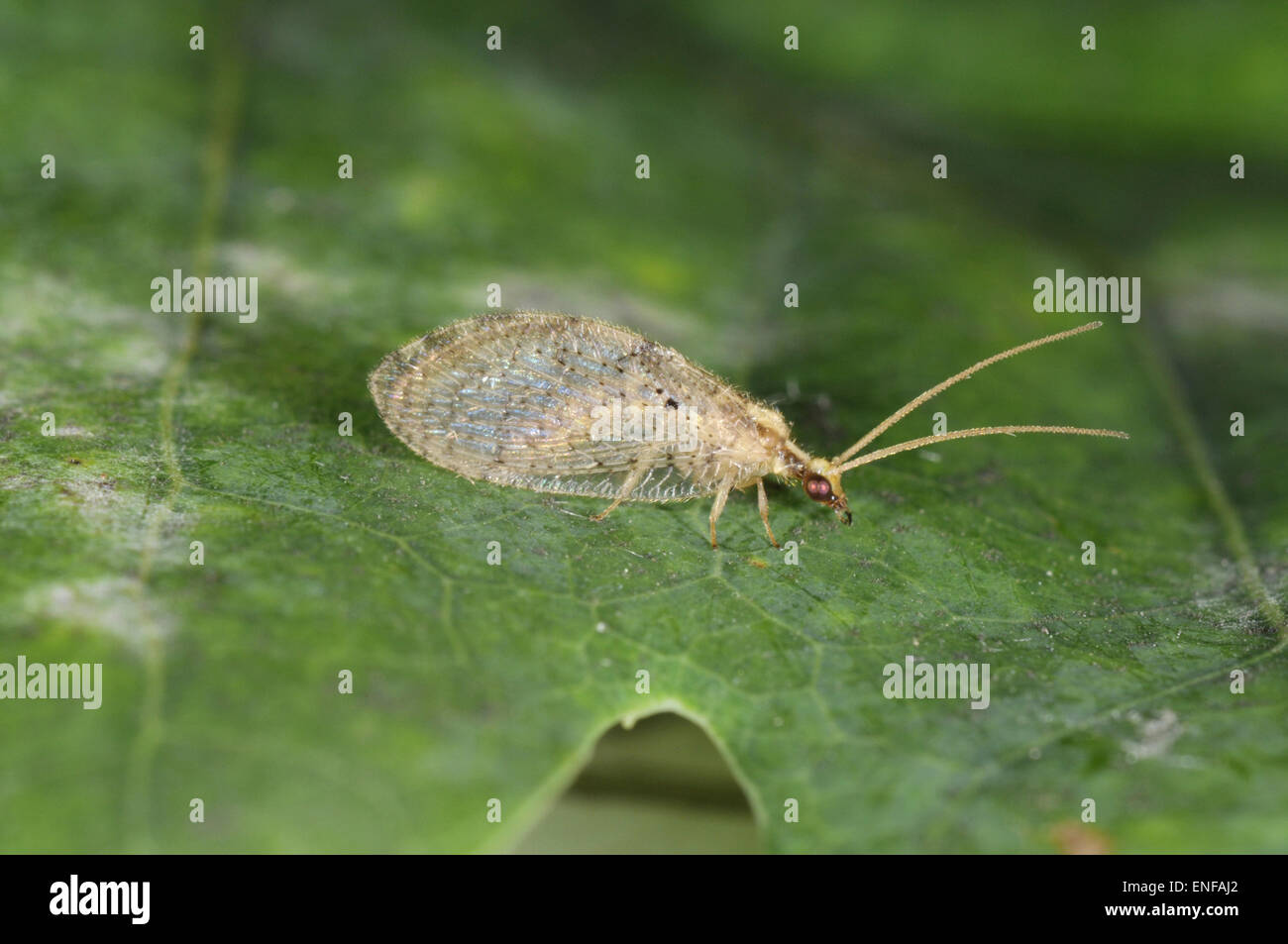 Hemerobius lutescens hi-res stock photography and images - Alamy