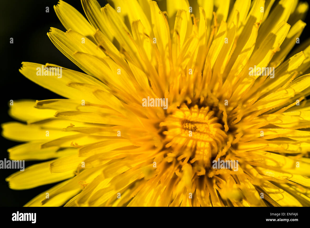 Gold dandelion hi-res stock photography and images - Alamy