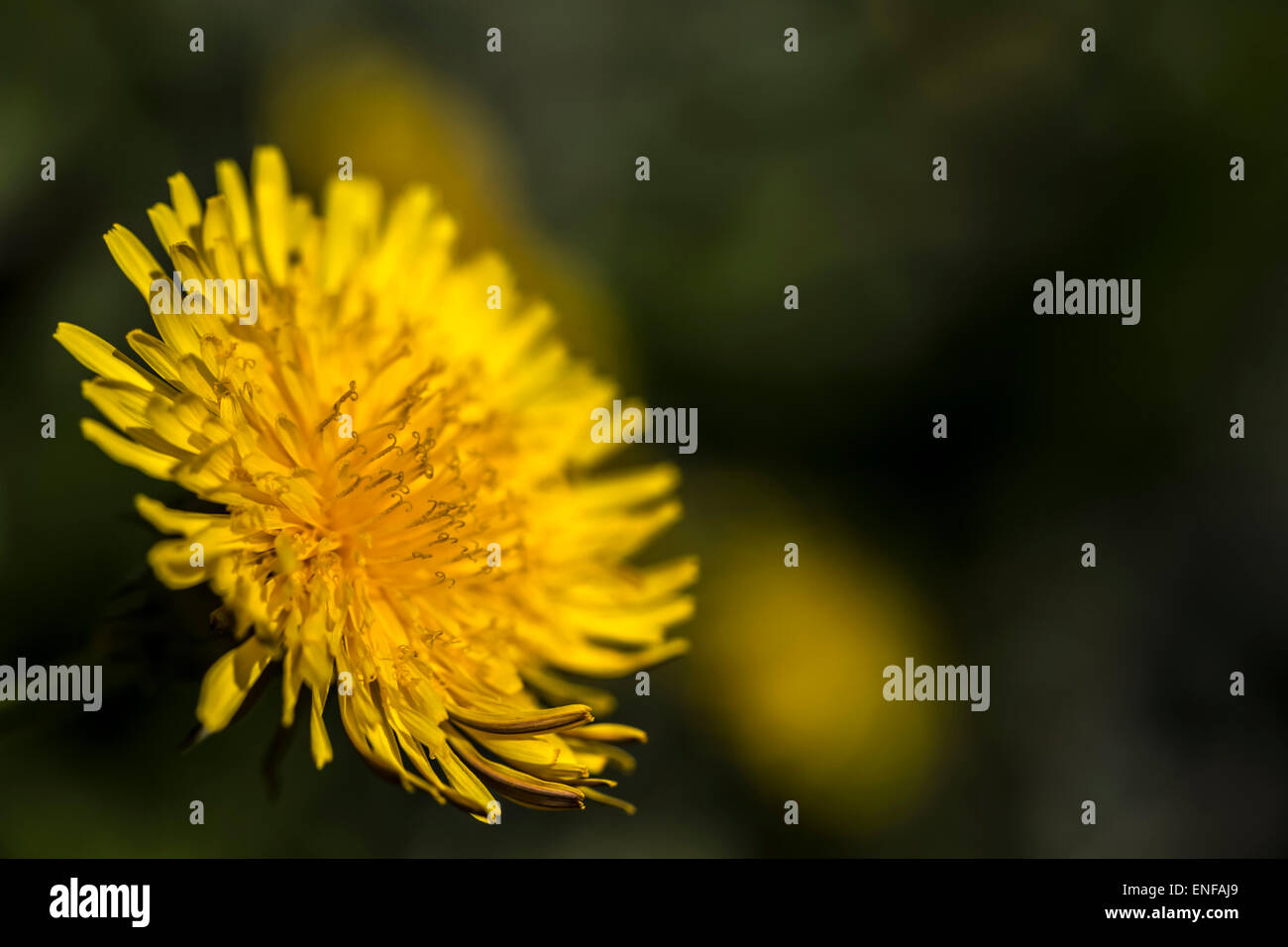 Gold dandelion hi-res stock photography and images - Alamy
