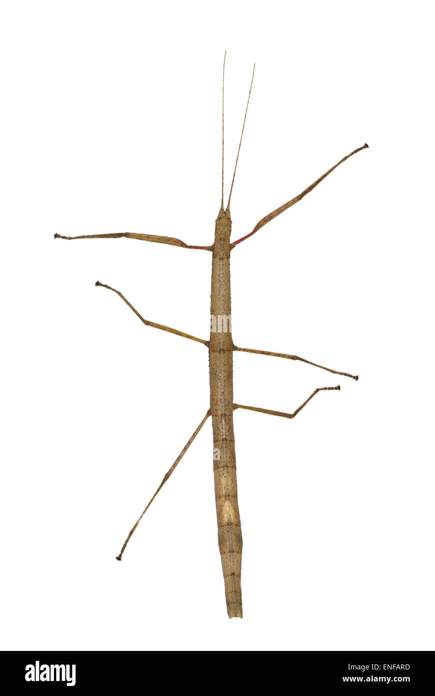 Indian Stick Insect, Carausius Morosus Also Known As A, 51% OFF