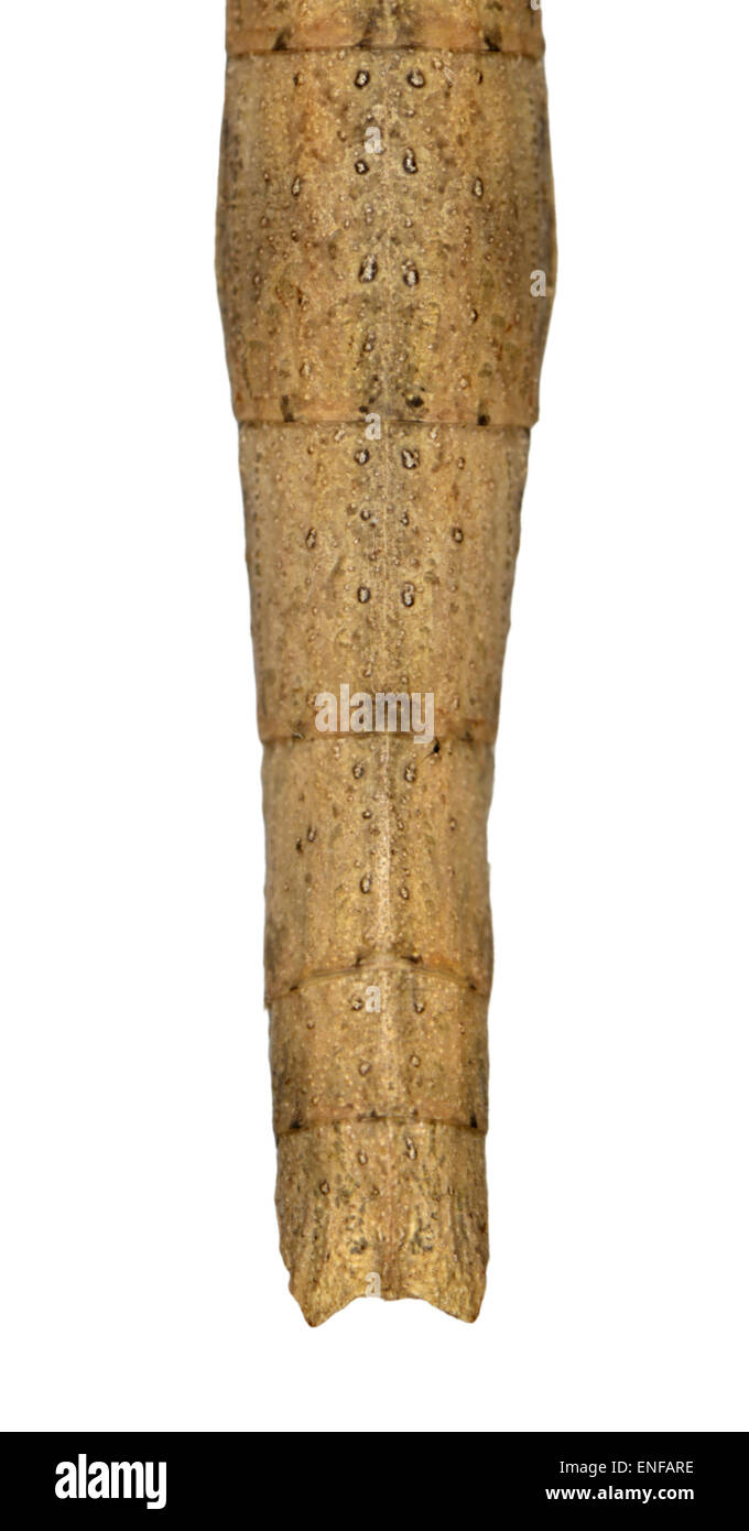 Laboratory Stick Insect - Carausius morosus Stock Photo - Alamy