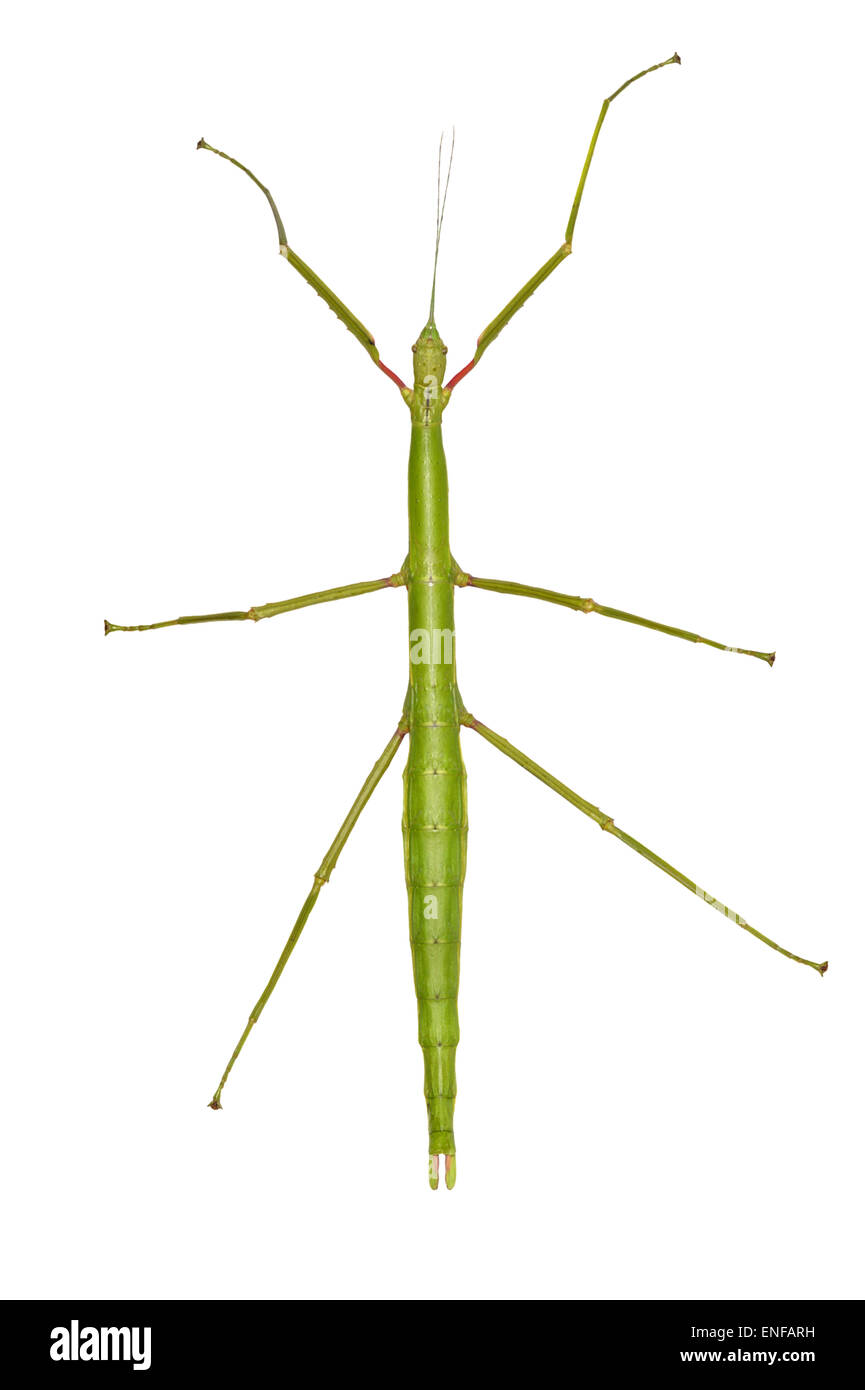 Unarmed Stick Insect - Acanthoxyla inermis Stock Photo - Alamy