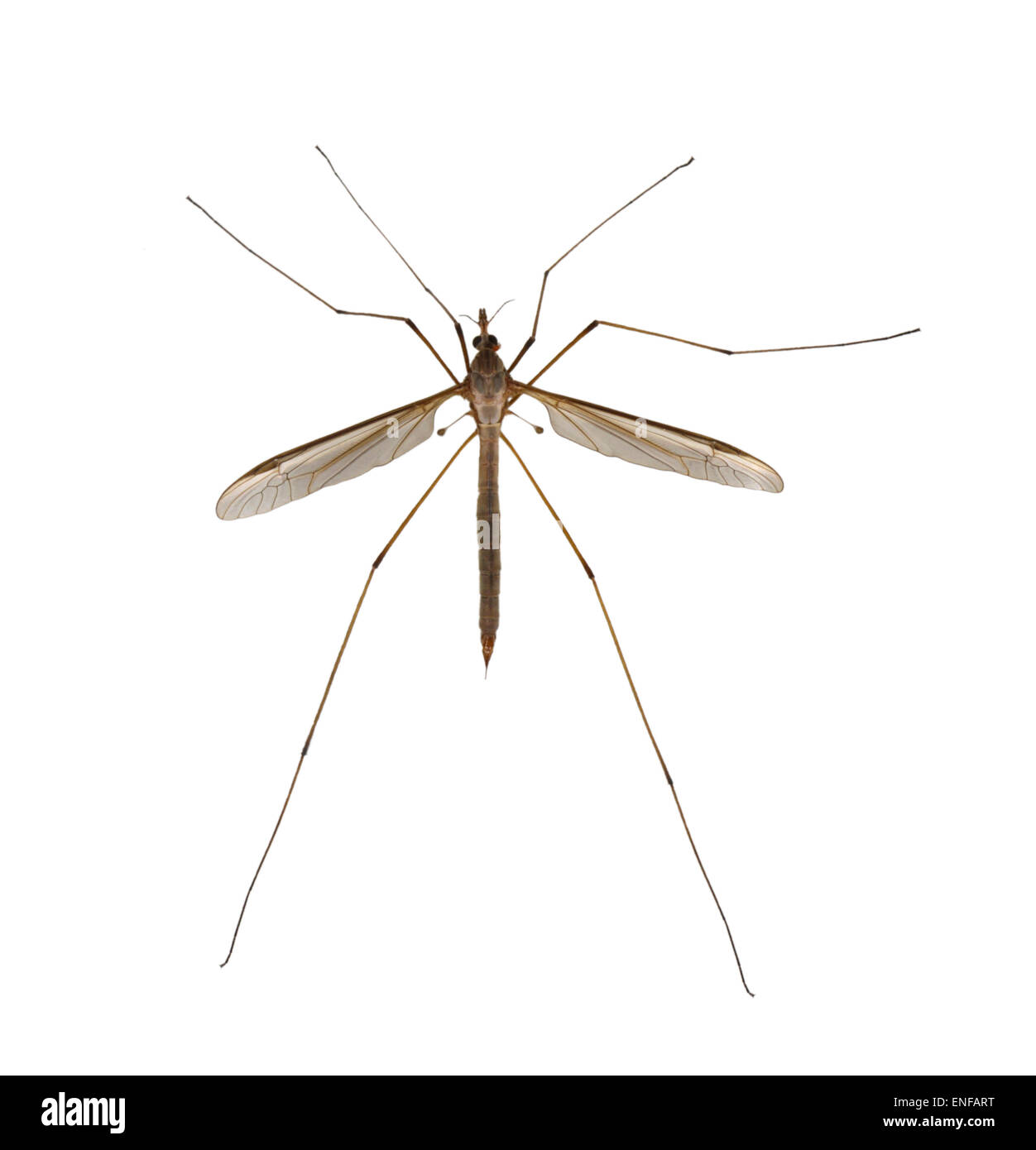 Cranefly - Tipula paludosa Stock Photo - Alamy