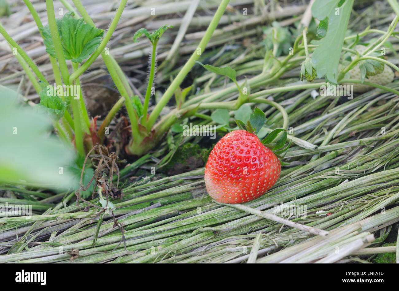 Strawberry plants already ripe to harvest Stock Photo - Alamy