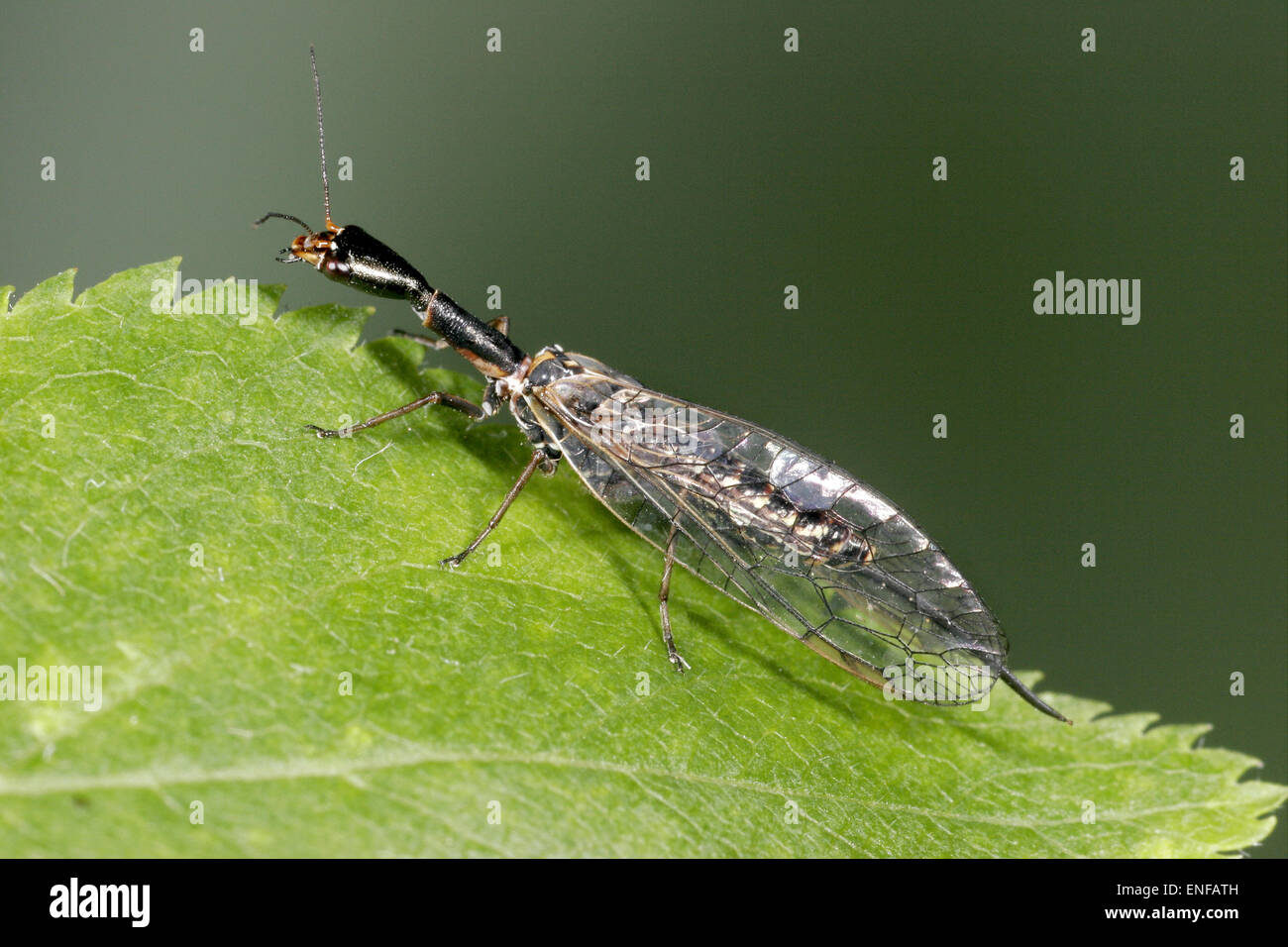 Snake Fly - Raphida notata Stock Photo - Alamy