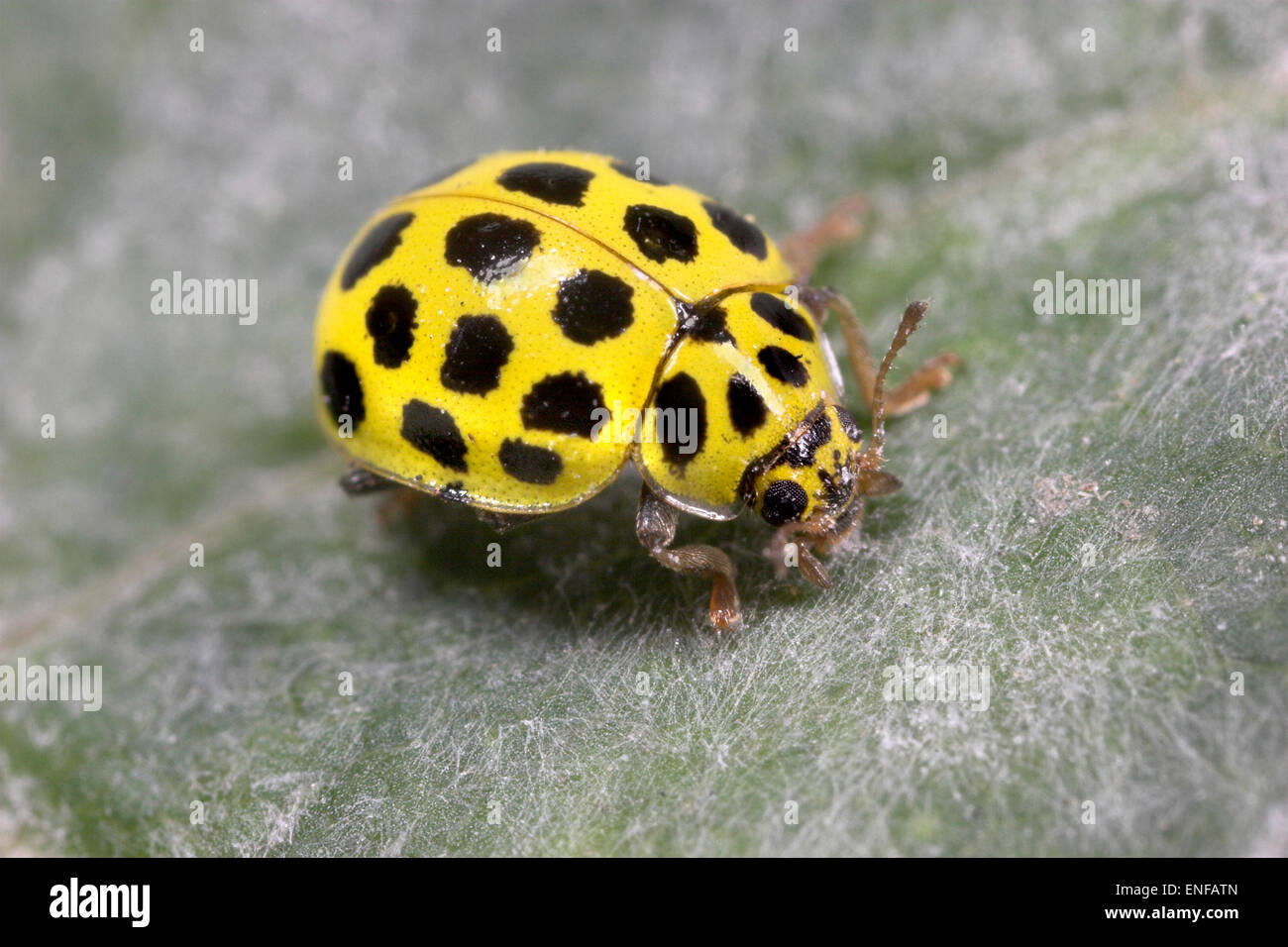 22-spot Ladybird - Psyllobora 22-punctata Stock Photo - Alamy