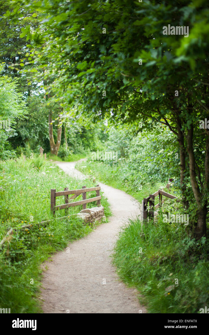 WInding path through a leafy green forest Stock Photo - Alamy