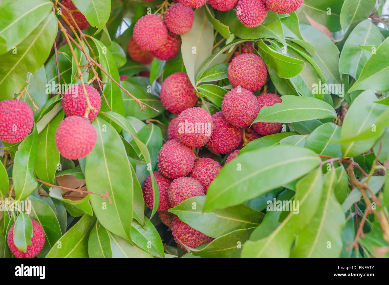 Lychee Fruit Tree
