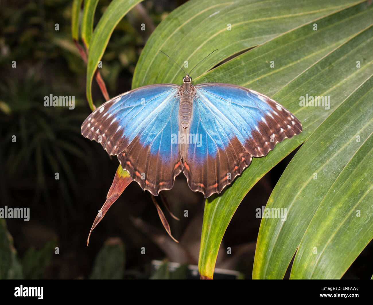 Blue Morpho (Morpho peleides) resting on a palm leaf at the butterfly ...